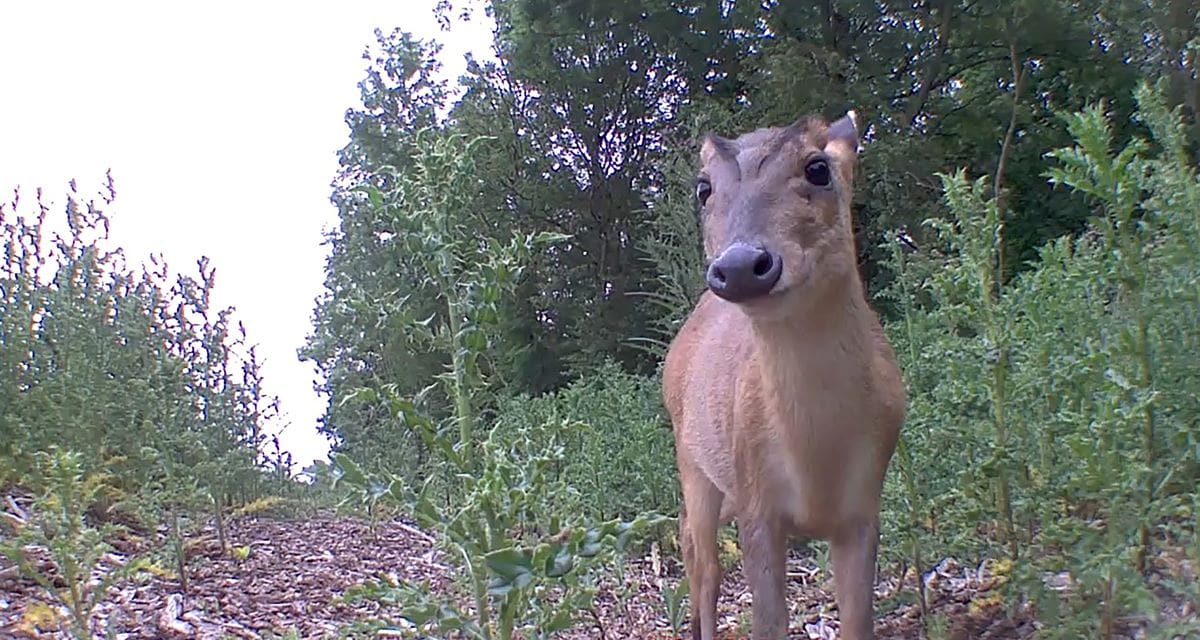 LNER and Network Rail innovate to deter deer from railway tracks | The ...